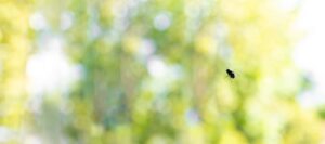 9 Tiny House Bugs - How to Identify & Get Rid Of These Little Invaders ...